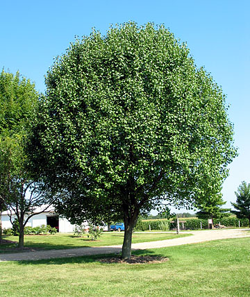 Elección de árboles de sombra