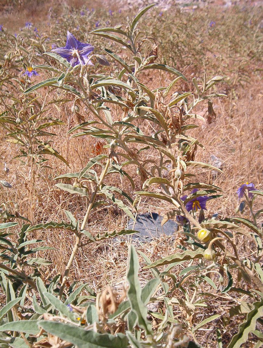 Identificación de herbáceas