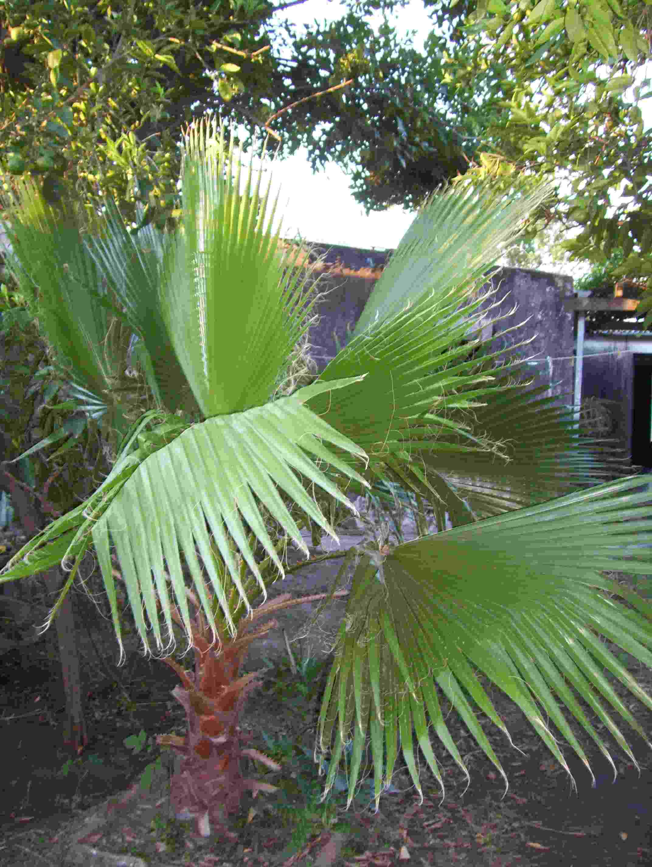 Intercambio de semillas de palmeras y regalo de palmeras